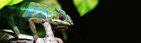 Repiterra Terrarium Für Reptilien And Amphibien Holzterrarium Mit