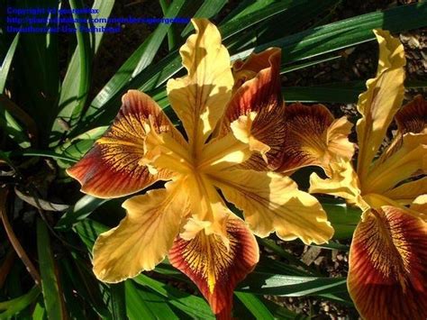 Plantfiles Pictures Iris Hybrids Pacific Coast Iris Pacifica Mixed