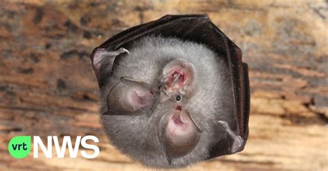 Bat Species Thought To Have Gone Extinct For Over 40 Years Turns Up