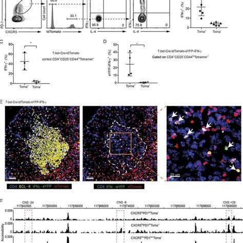 Cd28 But Not Icos Regulates Early Key Events Of Tfh Cell Download