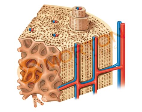 Compact Bone Labeling Quiz