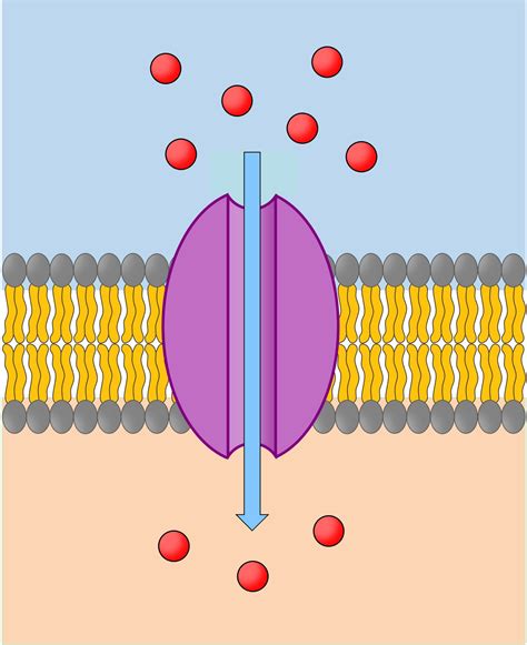 Facilitated Diffusion