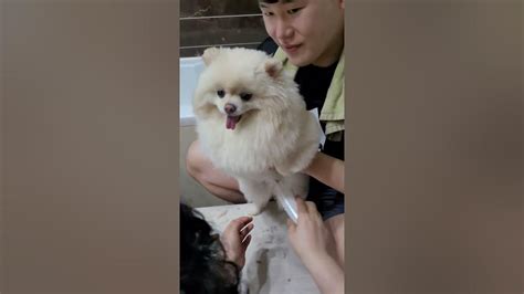 아련한 강아지 이발소2 Youtube
