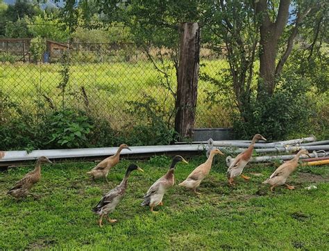 Predam Indicky Bezec Liptovský Mikuláš Bazošsk