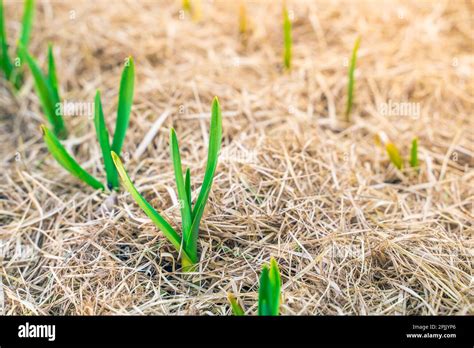 The First Garlic Sprouts Sprouted Through The Mulch In The Garden Bed