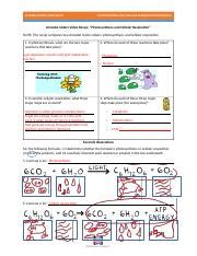 Amobeasistersdocx Amoeba Sisters Video Recap Photosynthesis And
