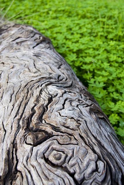 Wiggly Tree With Clover Tree Bark Texture Patterns In Nature Nature Art