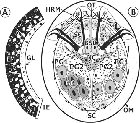 Schematic Diagram Of A Taeniid Oncosphere Illustrating The Structure
