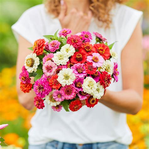 Eden Brothers Zinnia Seeds Dwarf Thumbelina Mix