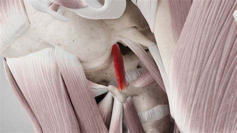 Rectus Lateralis Capitis Muscle Pwpk