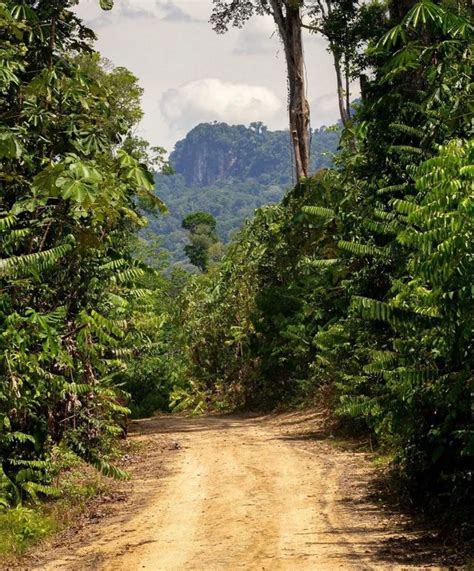 Suriname 🇸🇷 Landscape Photography Suriname Country Suriname Nature