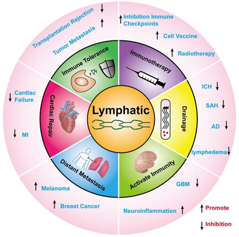 The Function Of Lymphatic System Download Scientific Diagram