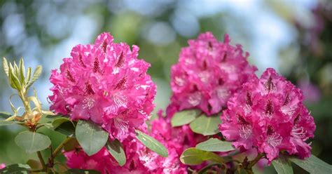 My Trip To Phobjikha Valley