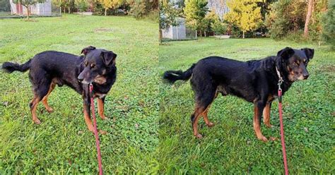 Bary Został Znaleziony Miał Na Brzuchu Ogromnego Guza Olawa24 Pl