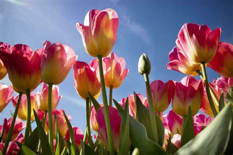 Photographic Documentation Of A Tulip Flower Cultivation 27091469 Stock