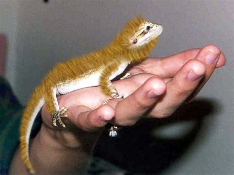 Hairy Lizard Paranormal Strange Wiki Fandom