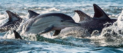 Ocean Wildlife Pictures Facts Endangered Species And More
