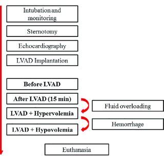 Flow Chart Of The Experimental Protocol LVAD Left Ventricular Download Scientific Diagram