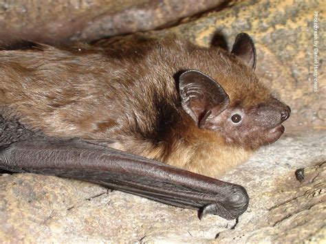 Serotine Bat — Mammal Society