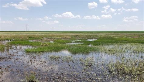 Restoring And Maintaining Playas Playa Lakes Joint Venture