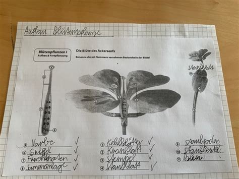 Bio Karteikarten Quizlet
