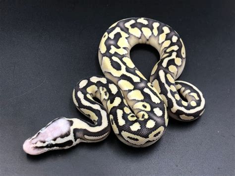 Pastel Butter Specter Desert Ghost Het Clown Ball Python By Bcs Balls