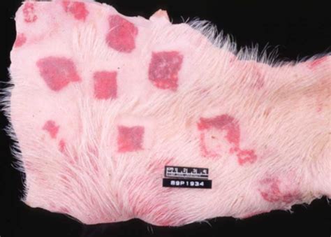 Bacteriology Final Exam Flashcards Quizlet