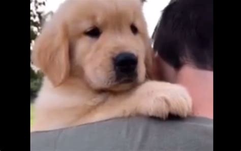 金毛 毛茸茸又可爱的小金毛！ 被主人抱来抱去 乖极了！！哔哩哔哩bilibili