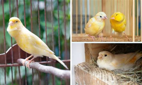 Guide To Buying The Perfect Canary Nest What To Look For