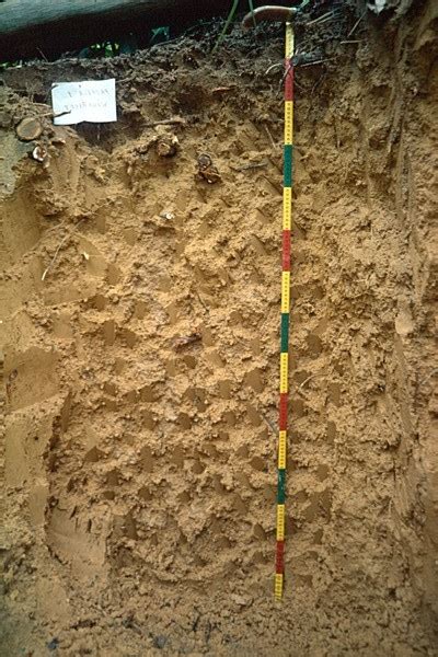 Reference Soil Indonesia 47 Acrisol Isric World Soil Museum