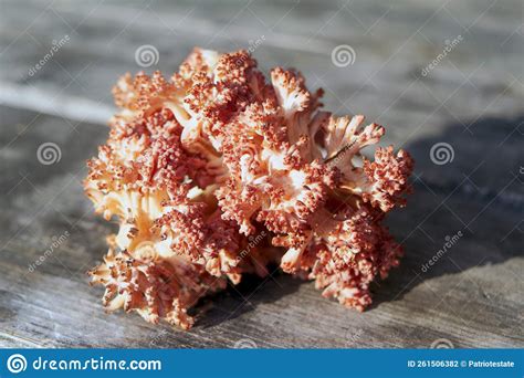 Edible Mushroom Ramaria Botrytis On The Background Of An Old Dark Gray