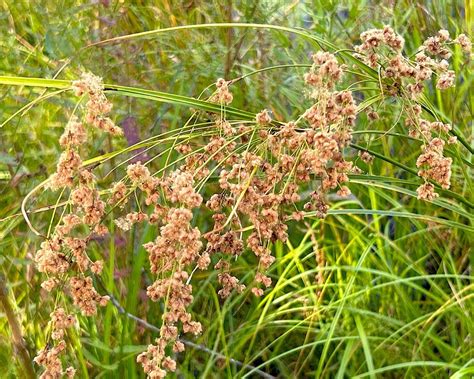 Woolgrass Seeds Scirpus Cyperinus — Northwest Meadowscapes