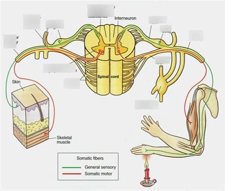 Exam 1 Spinal Cord Diagram Quizlet
