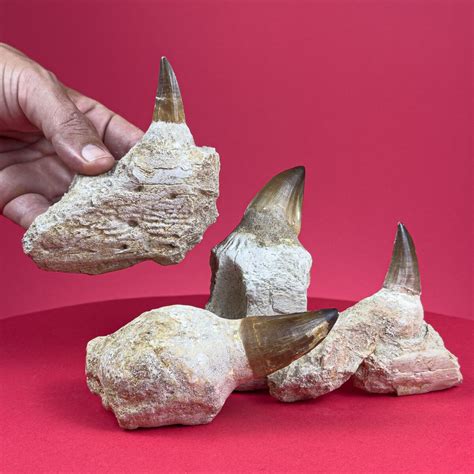 Mosasaurus Tooth In Jaw Bone From Morocco Latiaxis