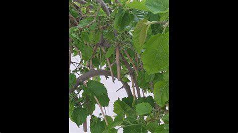 توت روی درخت Youtube