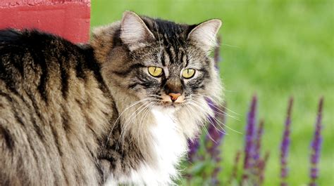 About Manx Cats
