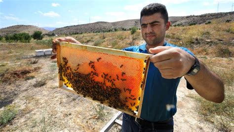 Kekik Ve Keven Balında Hasat Zamanı Malatya Haber