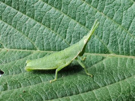 Grasshopper Pixahive