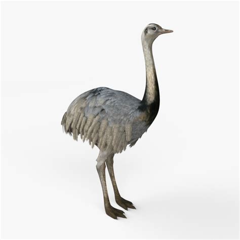 3d Model Realistic Emus Turbosquid 1312559