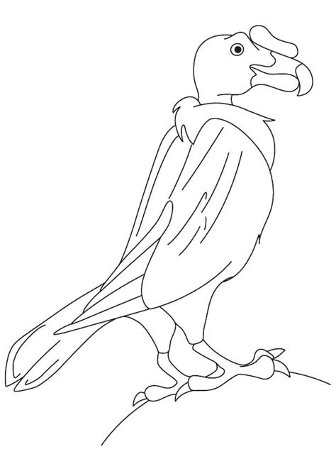 Buzzard Coloring Page At Getdrawings Free Download