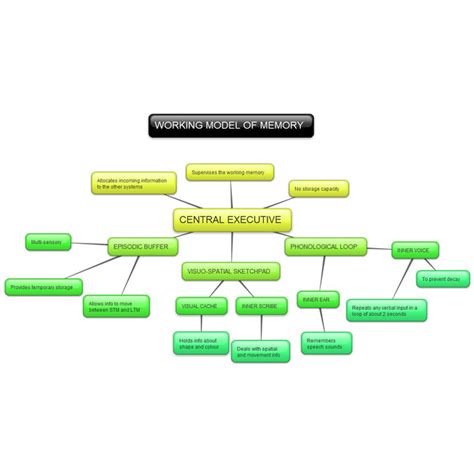 Working Model Of Memory Mind Map Image In A Level And Ib Psychology