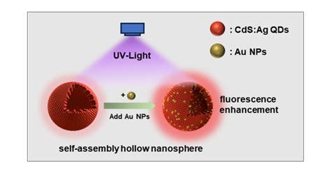 Fluorescence Enhancement Of Cdsag Quantum Dots Co Assembled With Au Nanoparticles In A Hollow