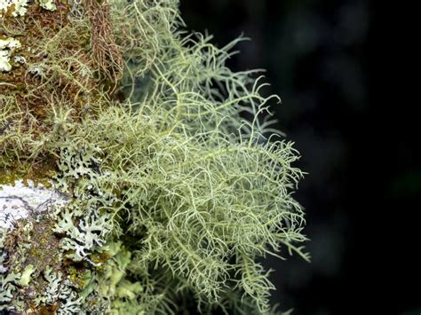 Usnea Barbata Lichen On A Trunk In The Woods With Blurred Background Stock Image Image Of