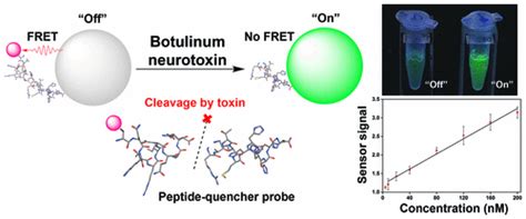 Detection And Quantification Of Biologically Active Botulinum Neurotoxin Serotypes A And B Using