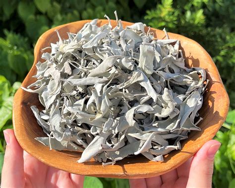 White Sage Smudge Leaves Only Loose Choose Ounces Or Lbs Bulk