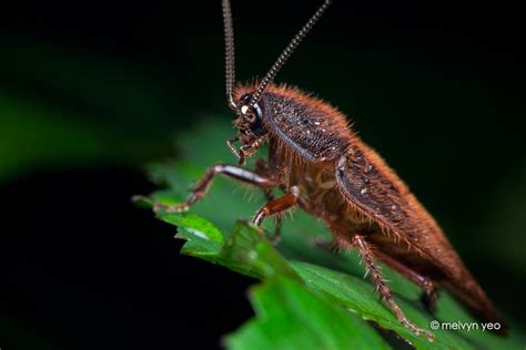 Hairy Jungle Roach By Melvynyeo On Deviantart