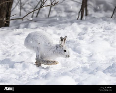 Snowshoe Hare In Winter