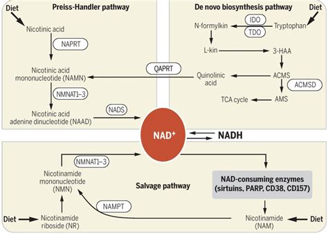 Qué Es El Nad Y Por Qué Debe Importarte