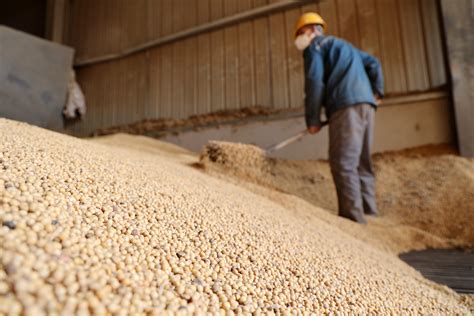 Us Farmers Are Struggling To Sell Soybeans Heres How To Think About