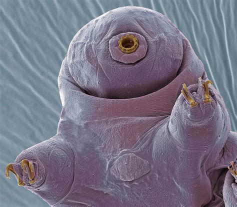 7 Reasons Why Tardigrades Are So Badass Size Lifespan And More